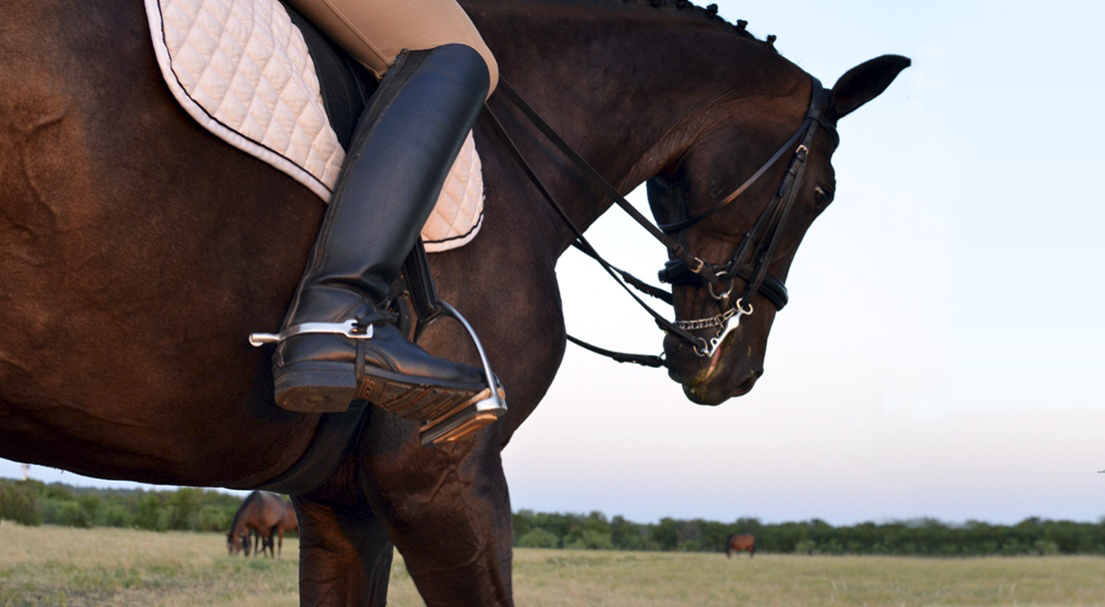 Curragh: Dressage Schooling Show - Star T Ranch